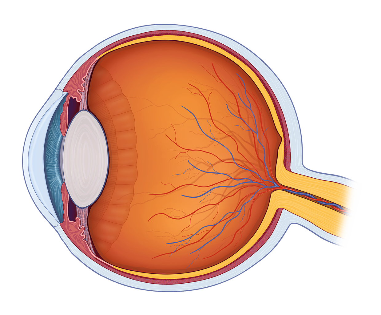 Eye Anatomy Quiz Review