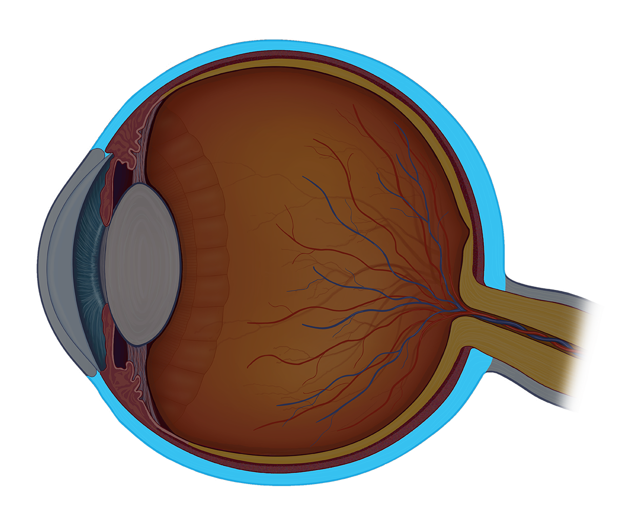 Eye Anatomy Quiz - Review