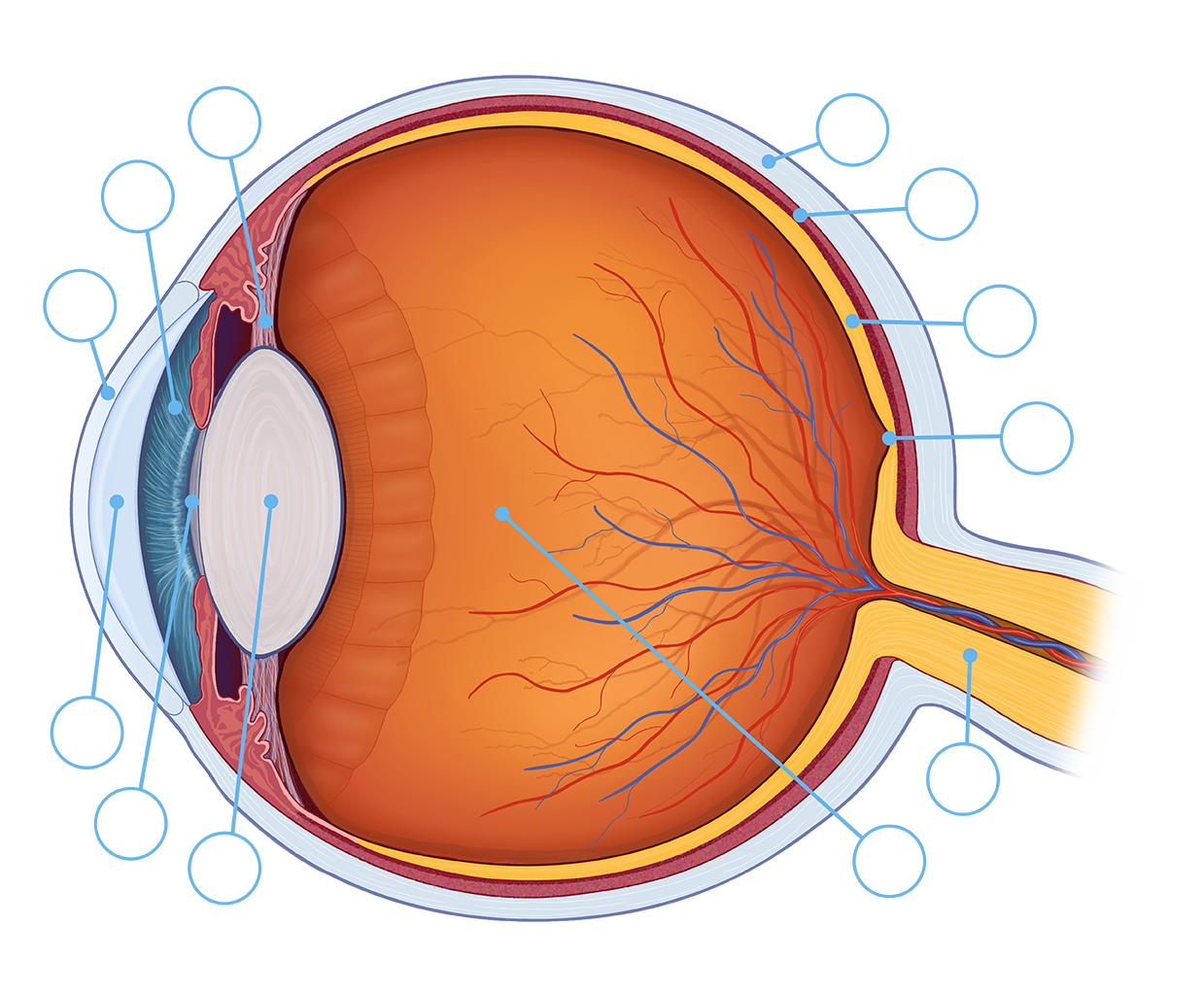 Eye Anatomy Quiz - Knowledge Test